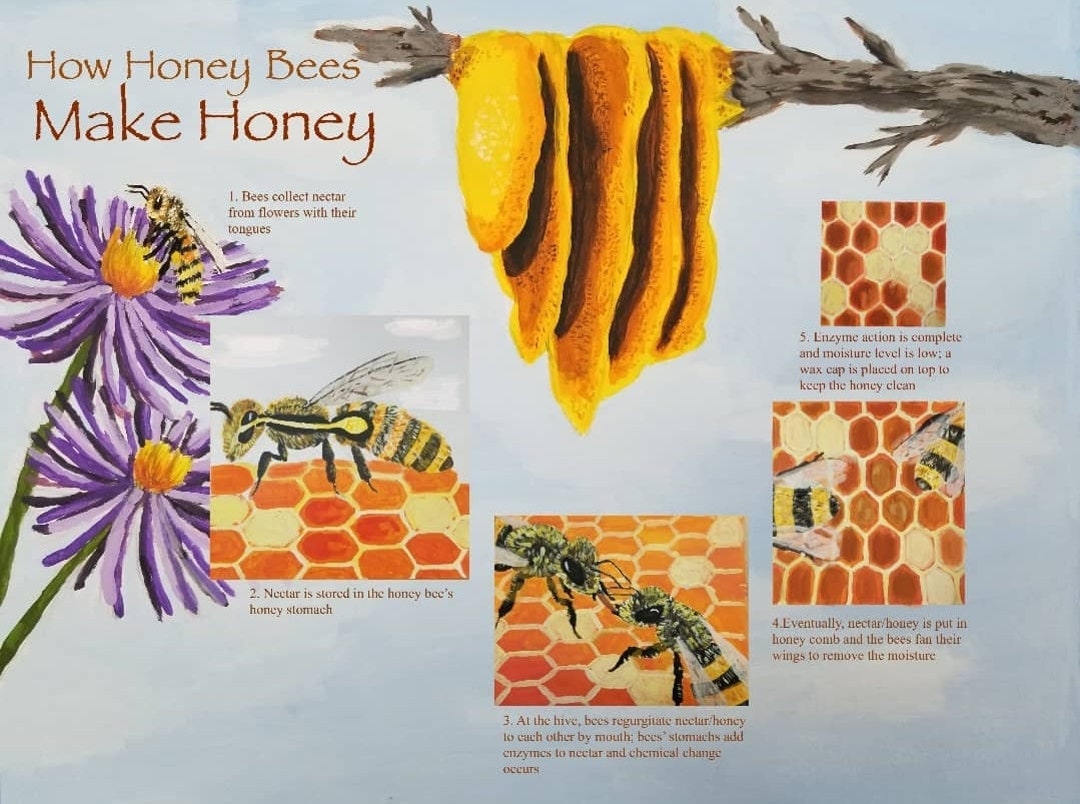 How Honey Bees Make Honey - Etsy