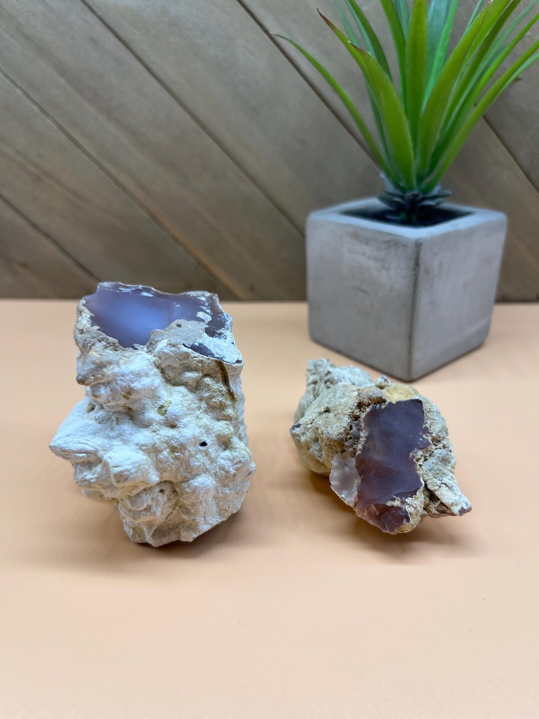 Pink Chalcedony Limb Cast Fossils Petrified Wood From Texas Springs ...