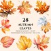 Watercolor Autumn Leaves, Fall Clipart, Maple Leaf, Oak Leaf, Birch ...