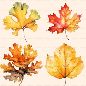 Watercolor Autumn Leaves, Fall Clipart, Maple Leaf, Oak Leaf, Birch ...