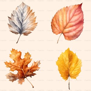 Watercolor Autumn Leaves, Fall Clipart, Maple Leaf, Oak Leaf, Birch ...