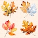 Watercolor Autumn Leaves, Fall Clipart, Maple Leaf, Oak Leaf, Birch ...