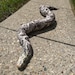 Cynthia the Weighted Snake - Etsy