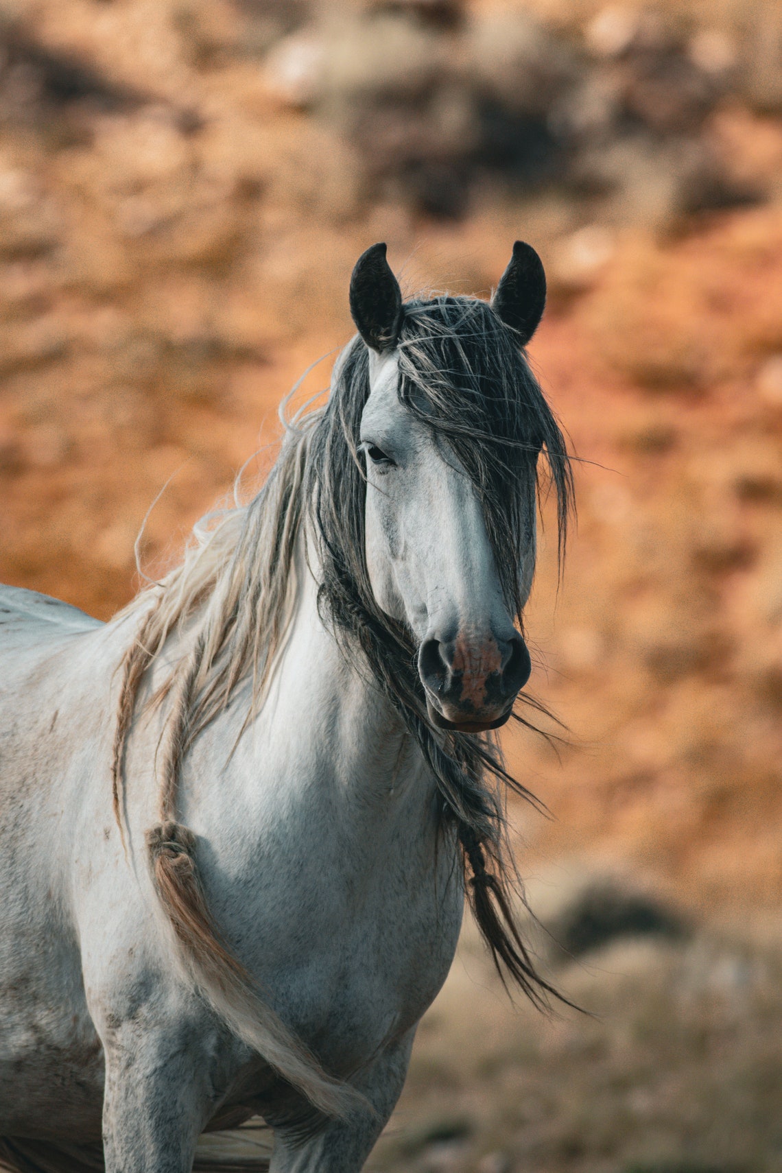 Grey Wild Mare Horse With Long Mane | Wyoming Wild Horse Photography ...
