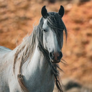 Grey Wild Mare Horse With Long Mane | Wyoming Wild Horse Photography ...