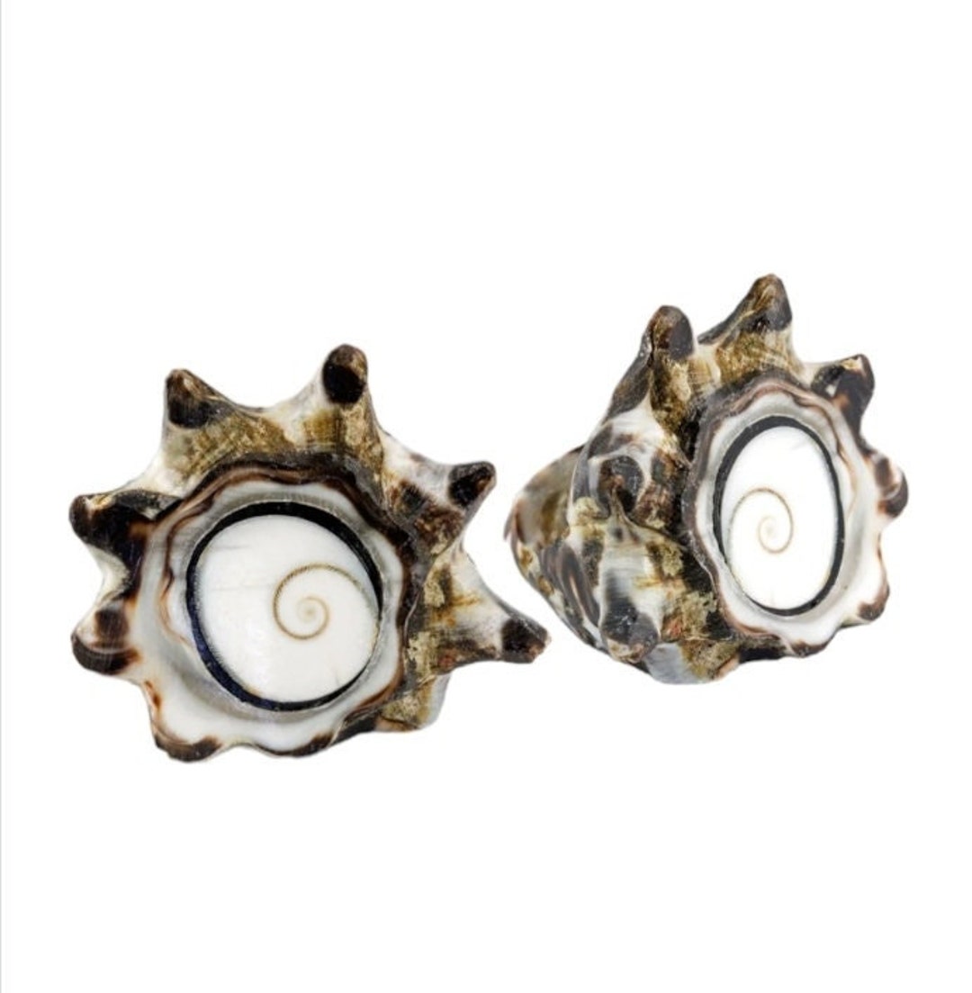 NATIVE TAINO/TAINA Spiral of Life Conch Shell Ring - Etsy