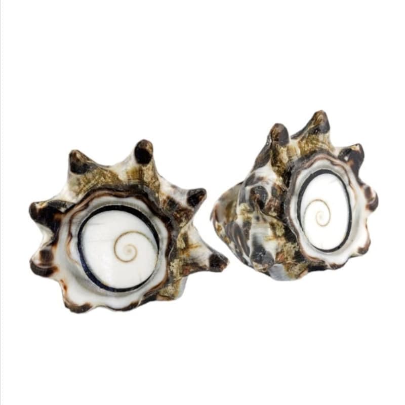 Carved Shell Ring - Etsy