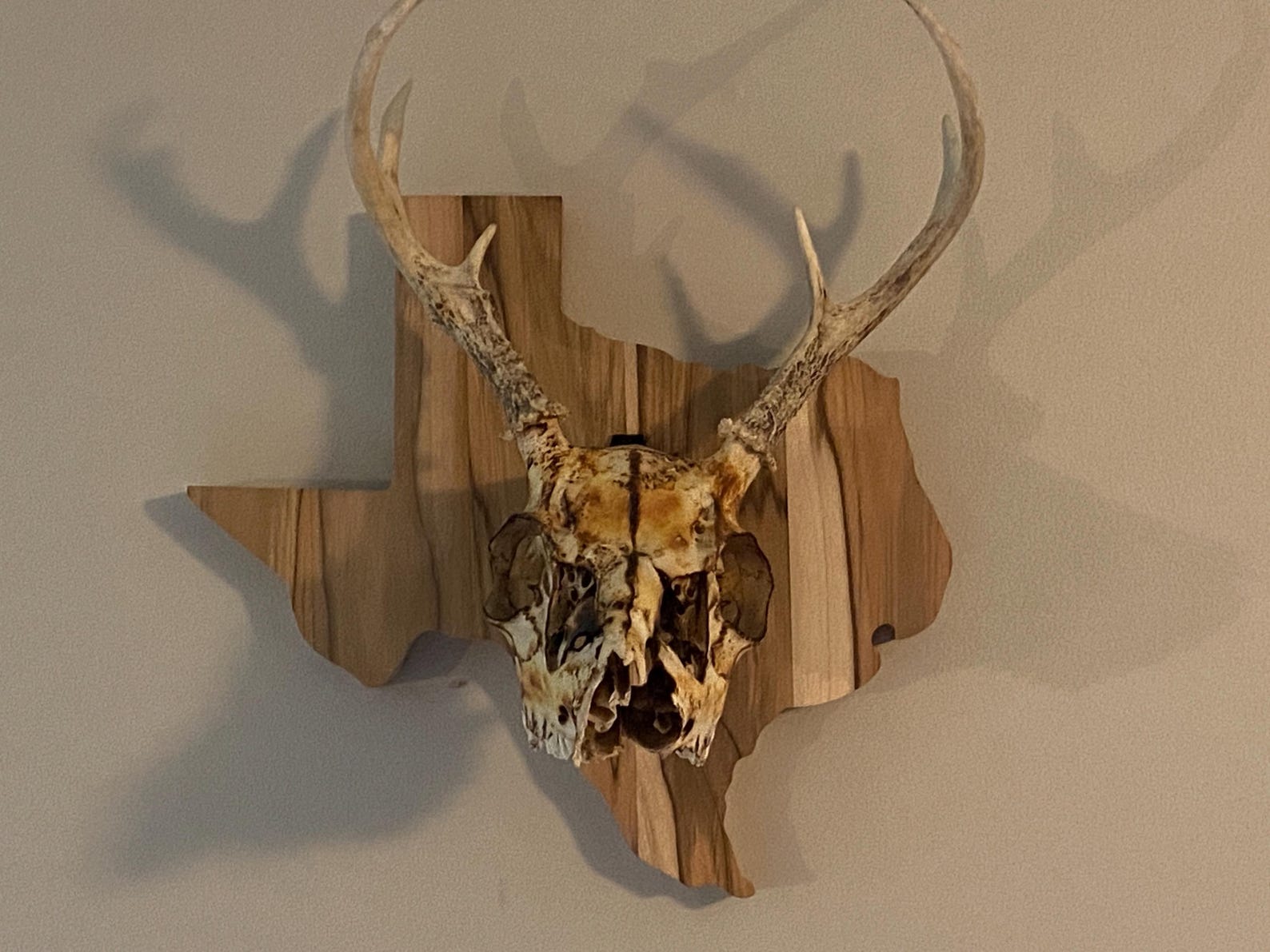 State Shaped European Skull Mounting Plaque Made From Beautiful ...