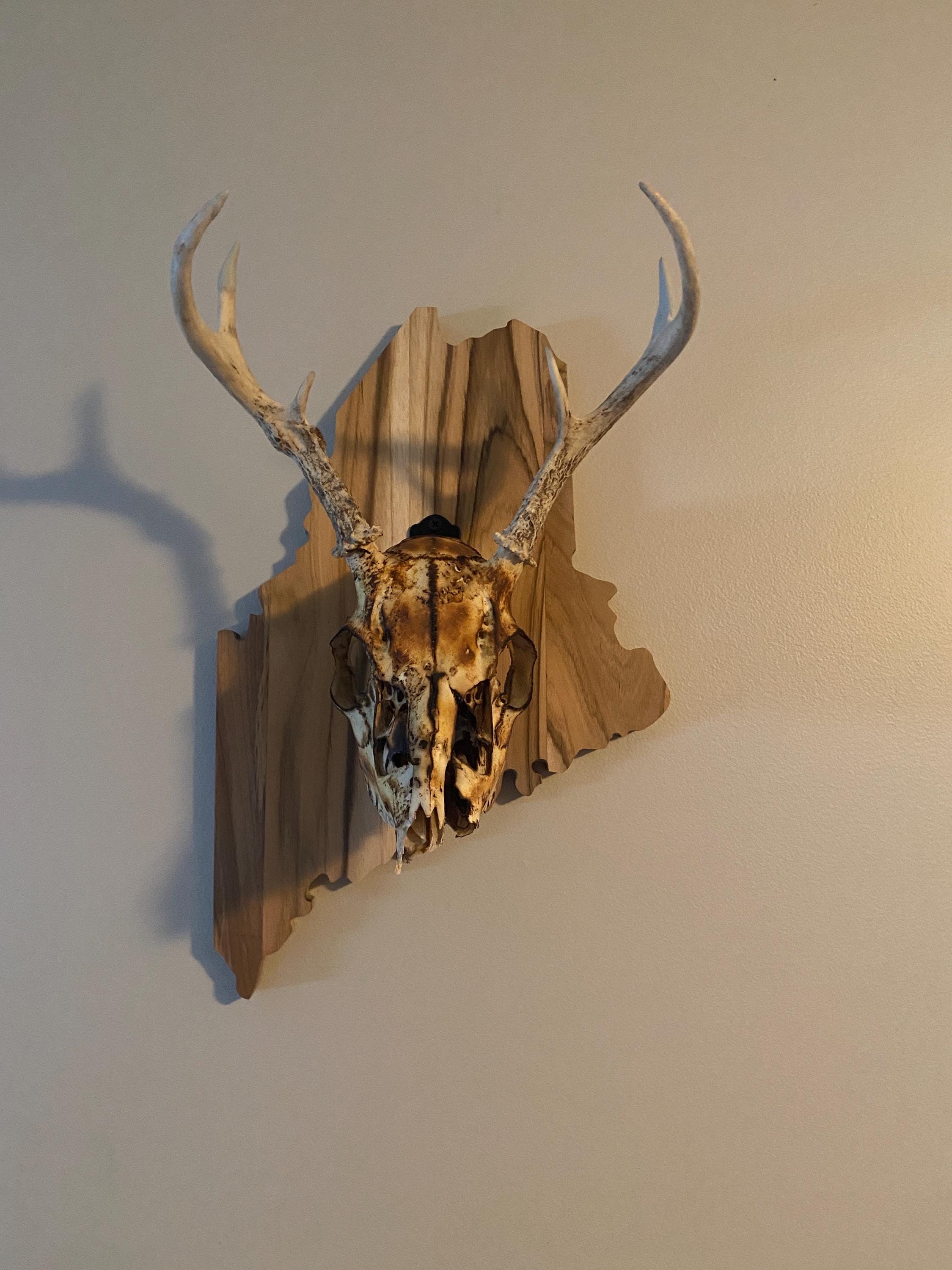 State Shaped European Skull Mounting Plaque Made From Beautiful ...