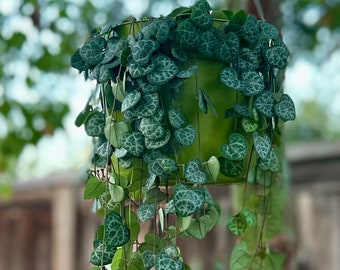 4 Ceropegia Woodii String of Hearts - Etsy