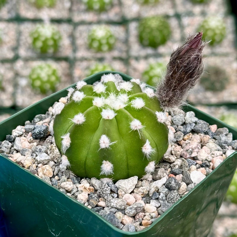 Domino Cactus - Etsy