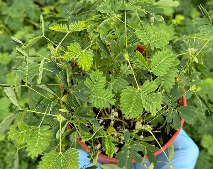 Air Plant - LIVE Moby Creature Feature - Etsy