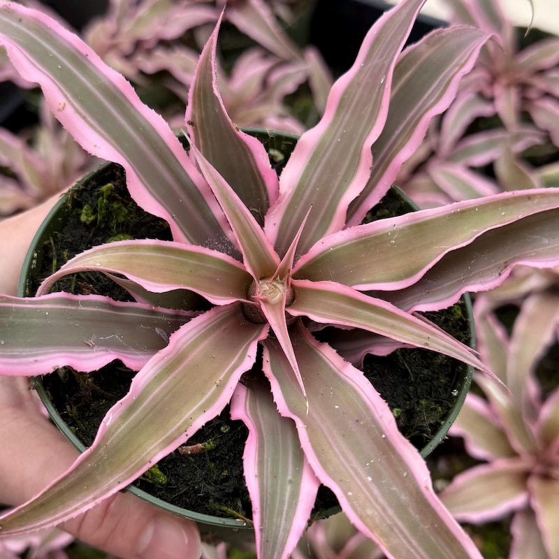 Earth Star Plant Live - Etsy