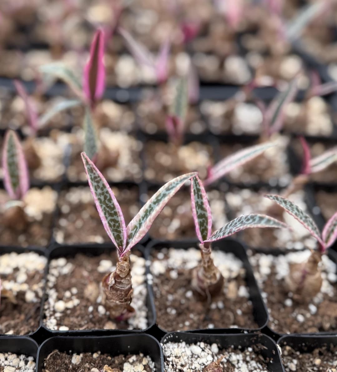 Variegated Silver Squill | Pink Silver Squill | Ledebouria Socialis ...