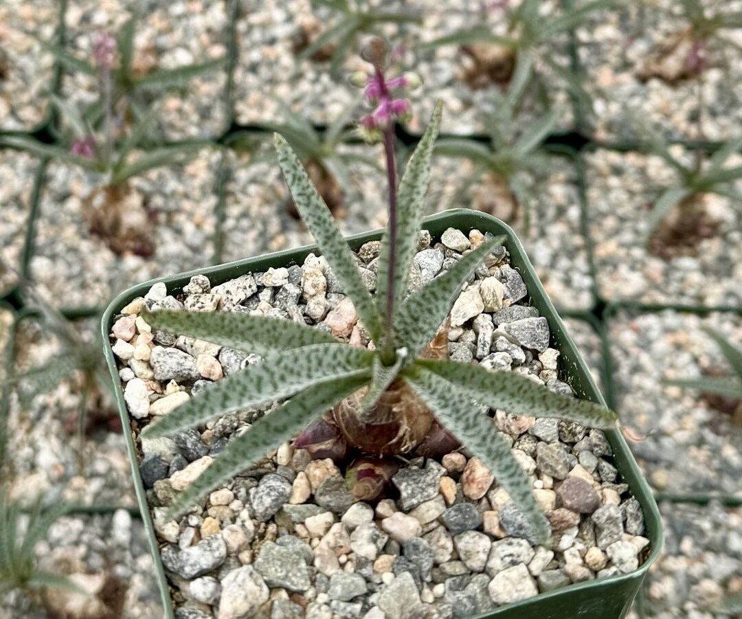 Silver Squill | Ledebouria Socialis | Caudex Plant in 3" Pot - Etsy