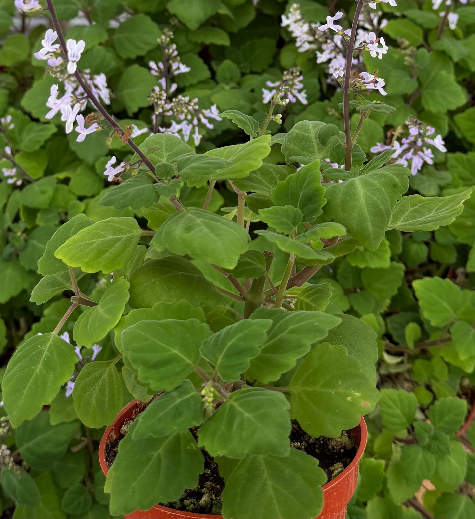 Bonsai Spurflower | Plectranthus Ernstii | Rare Plant in 4" Pot - Etsy