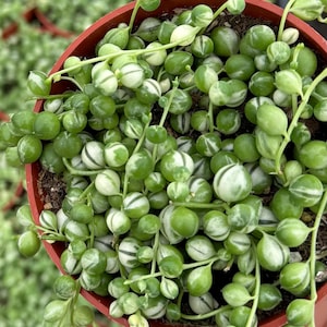 Variegated String of Pearls 4" Pot | Variegated Succulent | Trailing ...