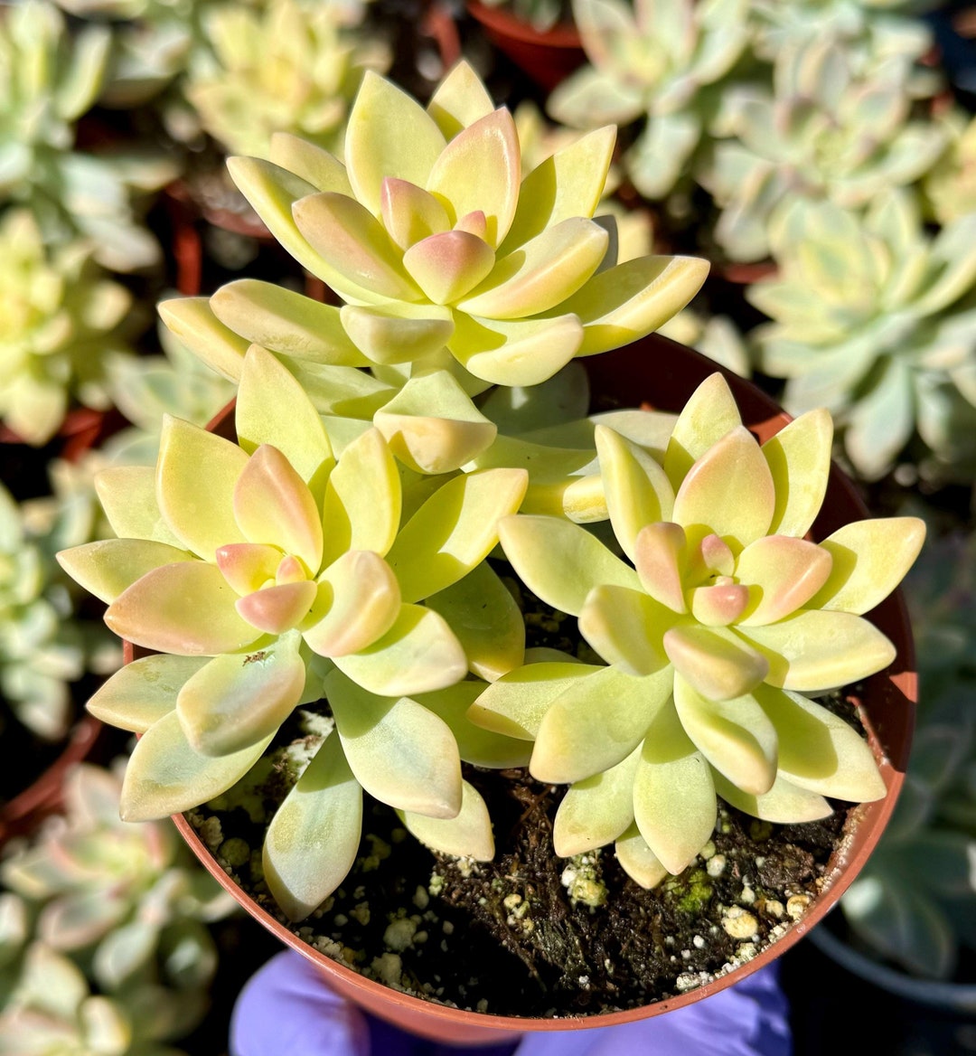 Variegated Ghost Plant | Pink Succulent | Variegated Plant in 4" Pot - Etsy