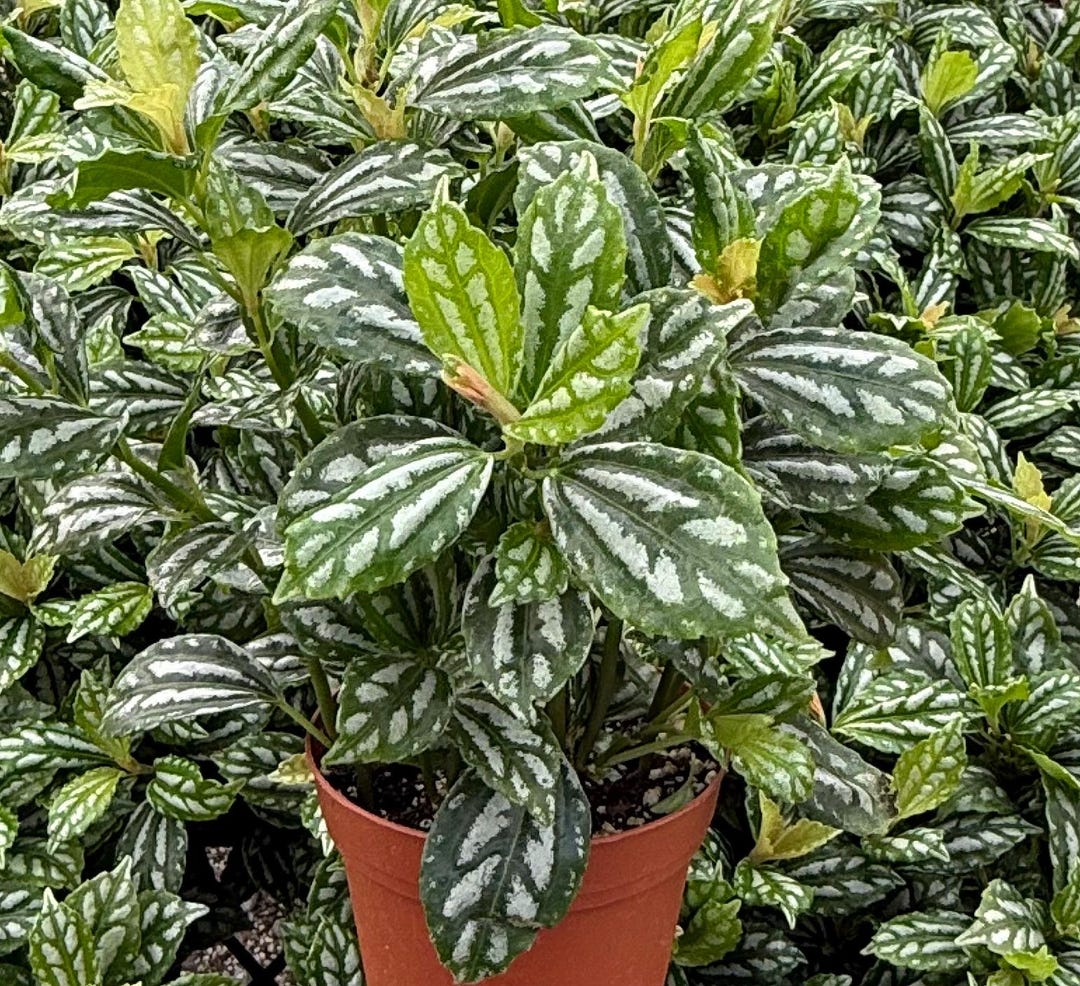 Pilea Watermelon | Pilea Cadierei | Houseplant in 4" Pot - Etsy