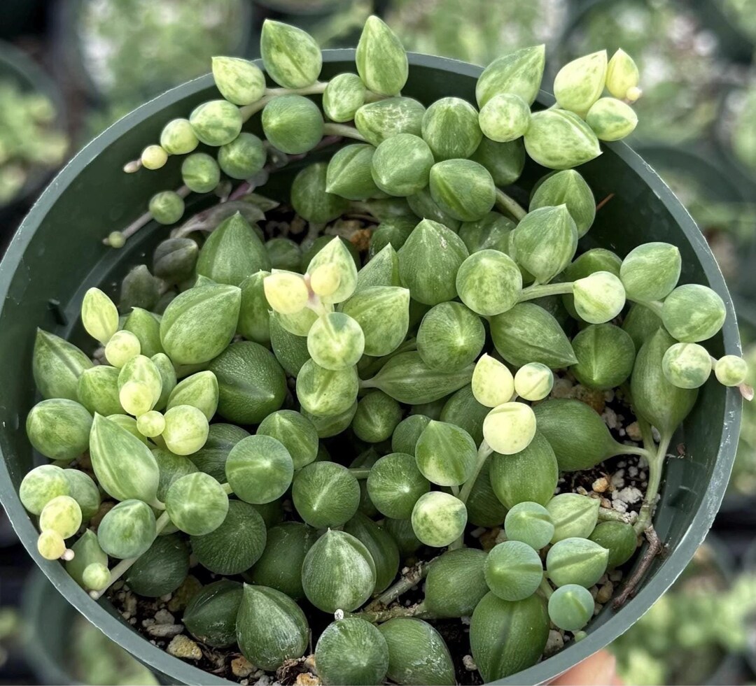 Variegated String of Tears 4" | Variegated Succulent | Trailing Plant ...