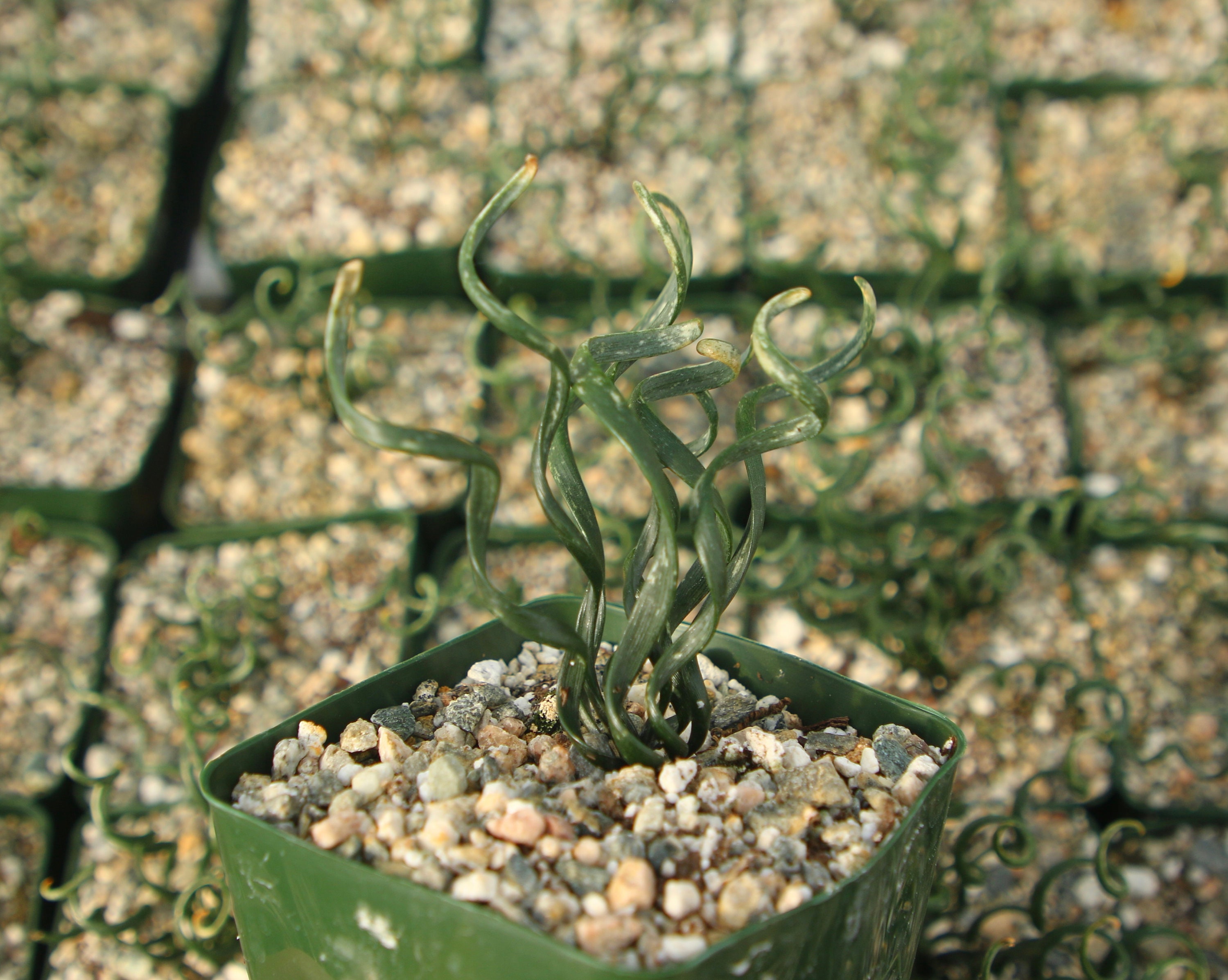 Albuca Bruce-bayeri | Corkscrew Albuca | Rare Succulent | Live Plant in ...