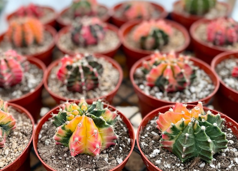 Variegated Gymnocalycium Cactus in 4