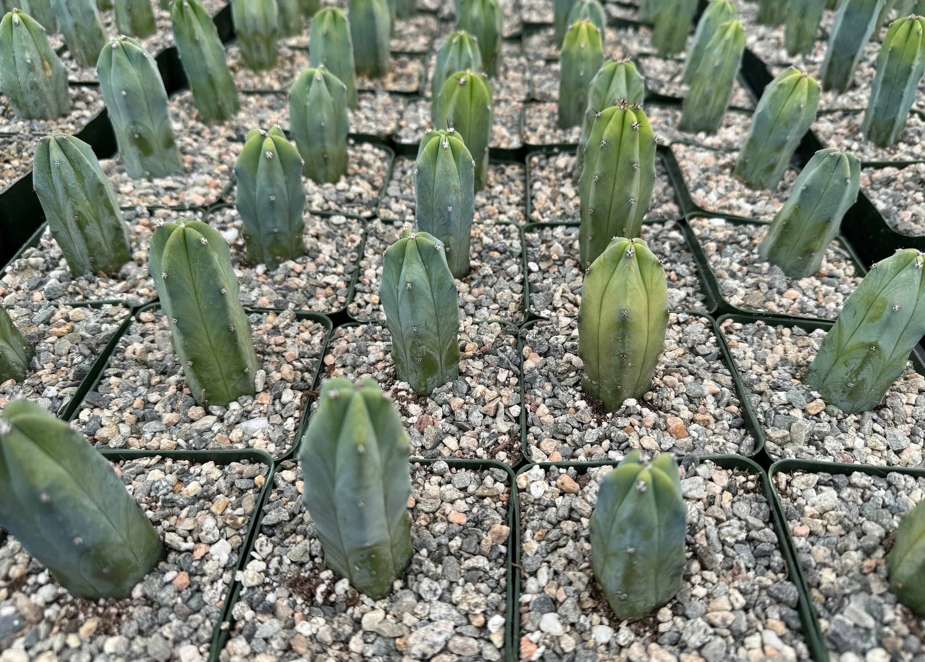 Blue Candle Cactus | Blue Myrtle Cactus | Myrtillocactus Geometrizans ...