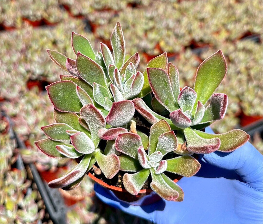 Echeveria Devotion 4" | Live Succulent - Etsy