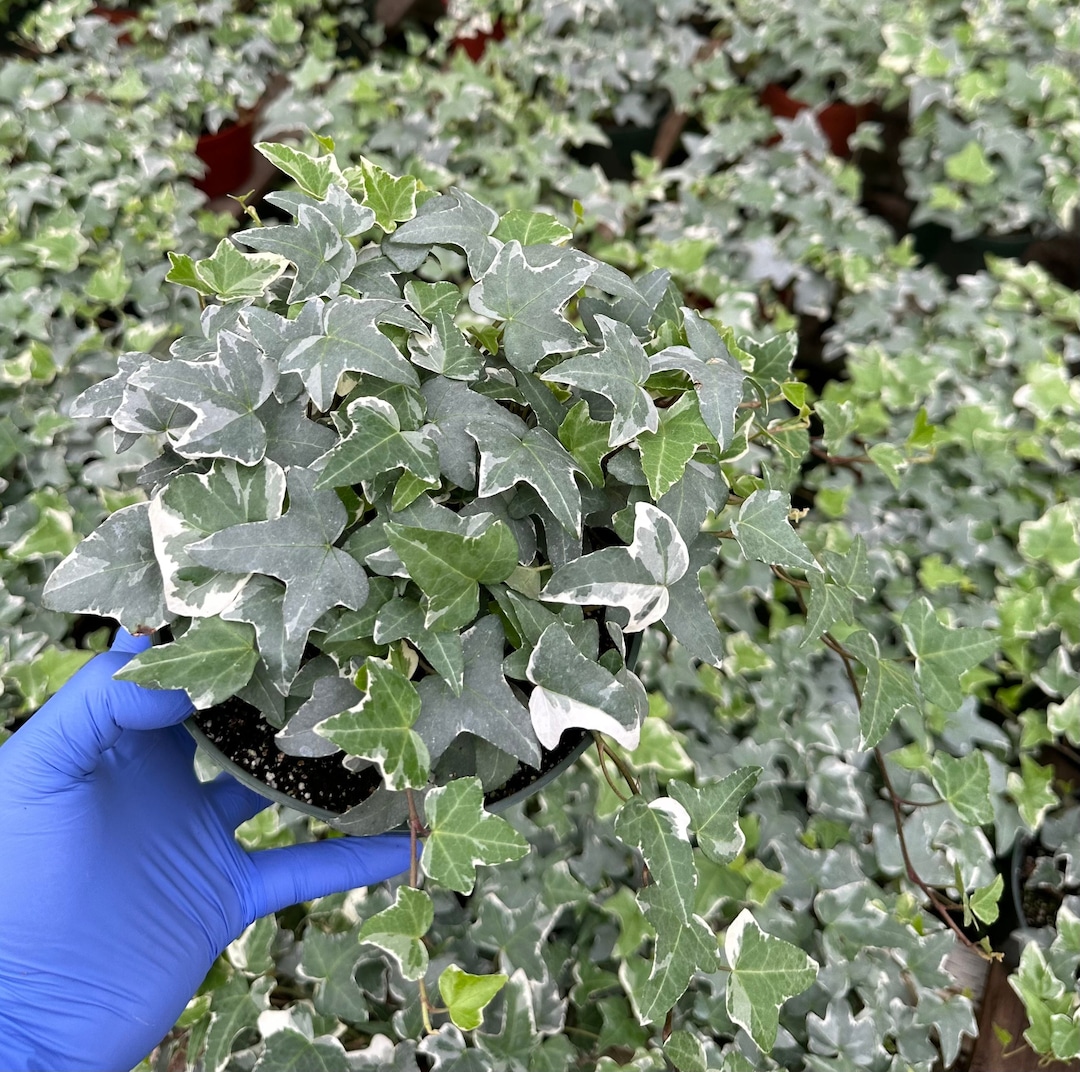 Glacier English Ivy | Climbing Houseplant | Trailing Plant | Ivy Plant ...