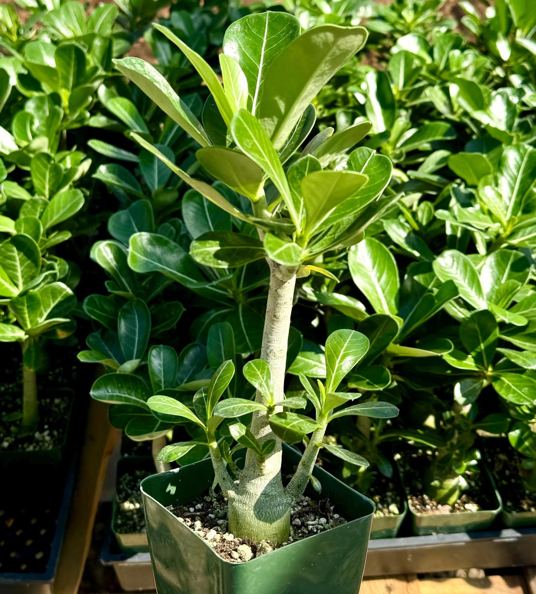 Red Desert Rose | Adenium Obesum | Caudex Plant in 4