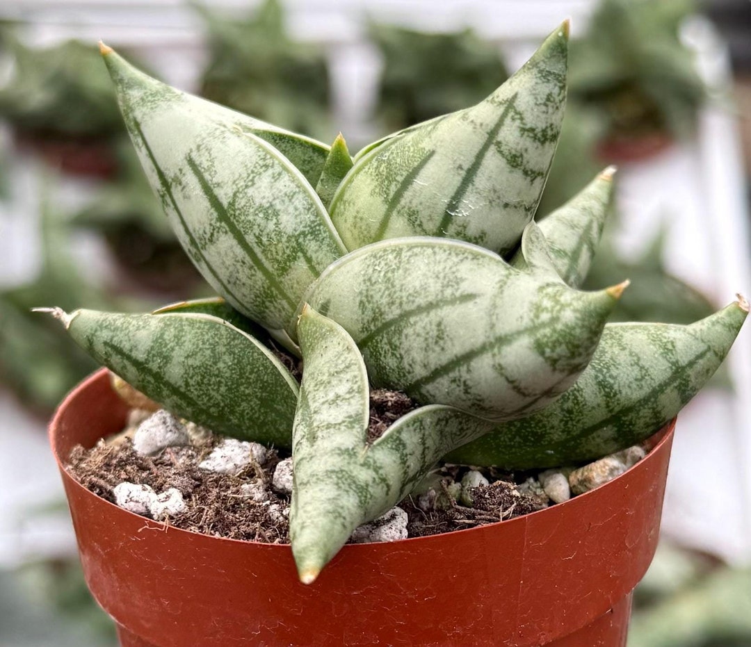 Sansevieria Bonji | Rare Plant in 2.5" Pot - Etsy