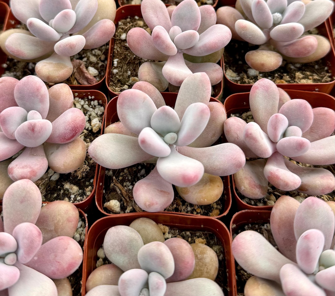 Pink Moonstone, Pachyphytum Oviferum, Pink Plant in 2" Pot - Etsy