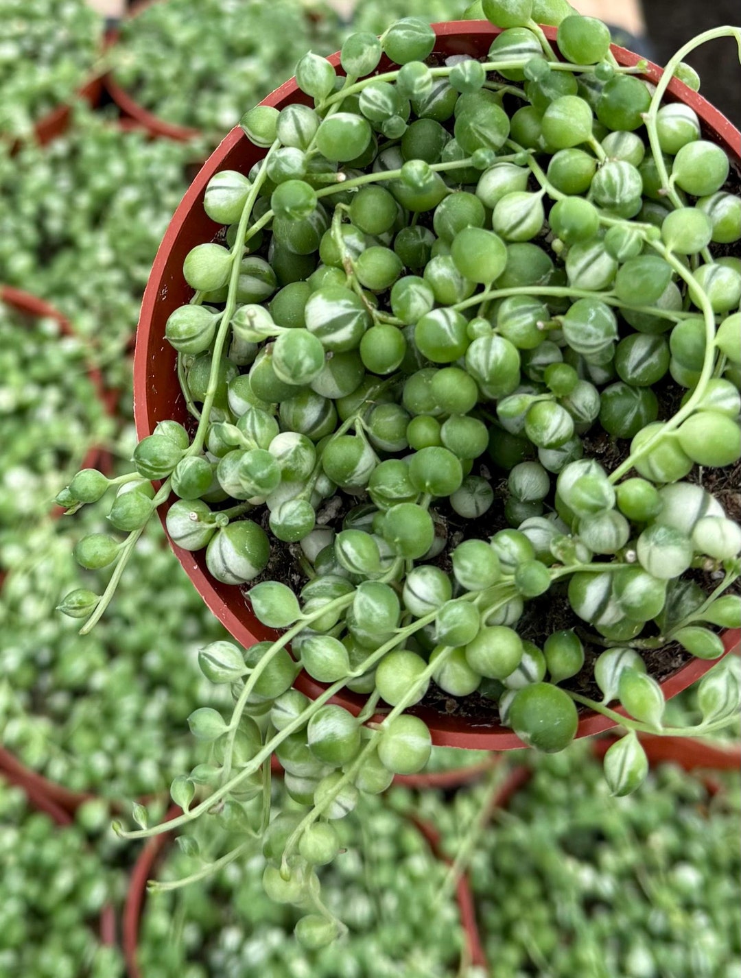 Variegated String of Pearls 4" Pot | Variegated Succulent | Trailing ...