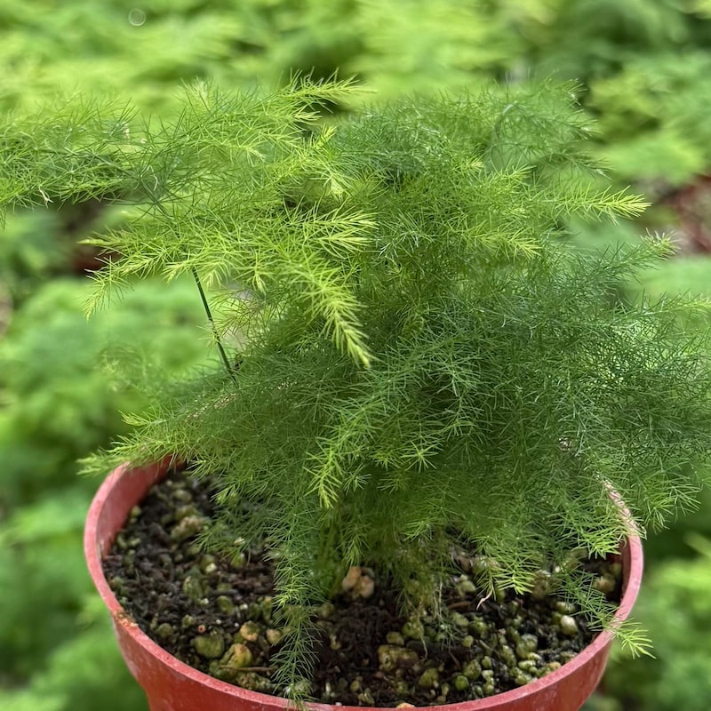 Ferns Houseplants - Etsy