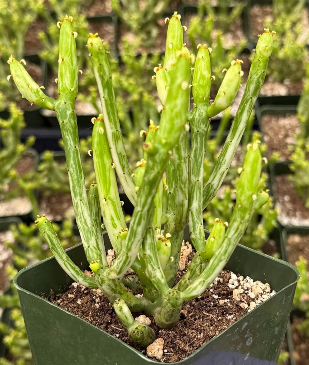 Variegated Pencil Cactus | Variegated Firestick | Variegated Plant ...