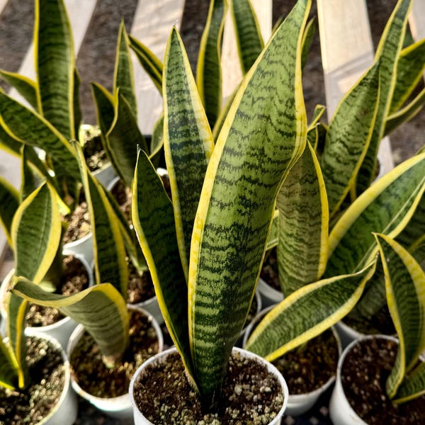 Snake Plants Yellow - Etsy