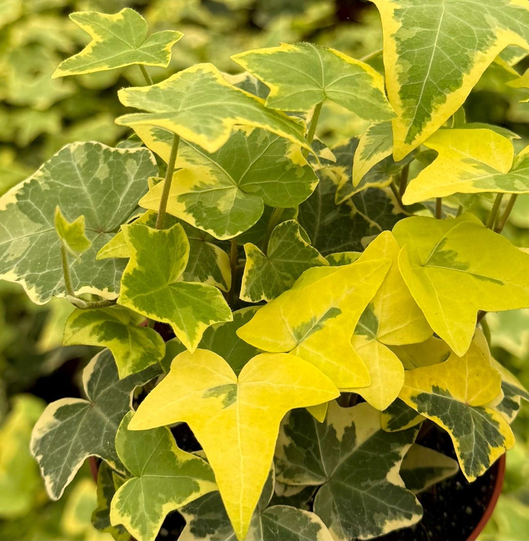 Gold Child Ivy in 4" Pot - Etsy