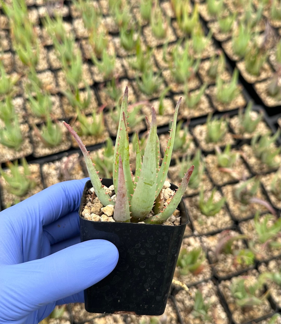 Blue Elf Aloe 2 Live Aloe Succulent Small Plant - Etsy