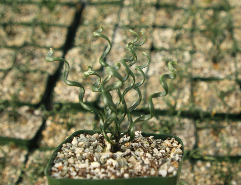 Albuca Bruce-bayeri | Corkscrew Albuca | Rare Succulent | Live Plant in ...
