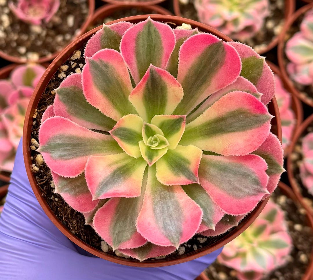 Pink Witch Aeonium | Rare Succulent | Pink Live Plant in 4" Pot - Etsy