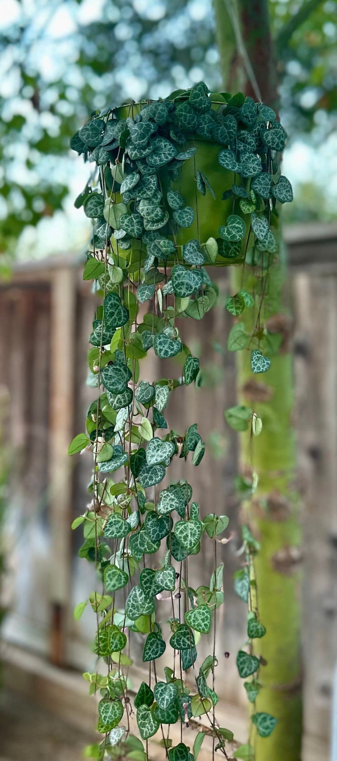 String of Hearts 4", 6" | Ceropegia Woodii | Trailing Succulent ...