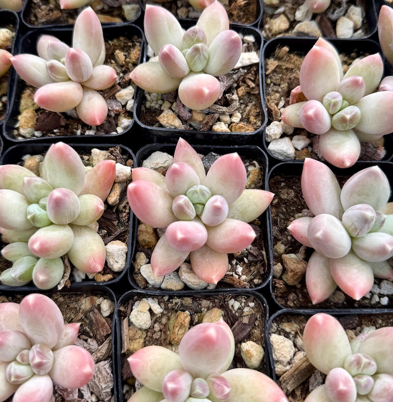 Pachyphytum Compactum Rose | Little Jewel | Pink Succulent | Live Plant ...