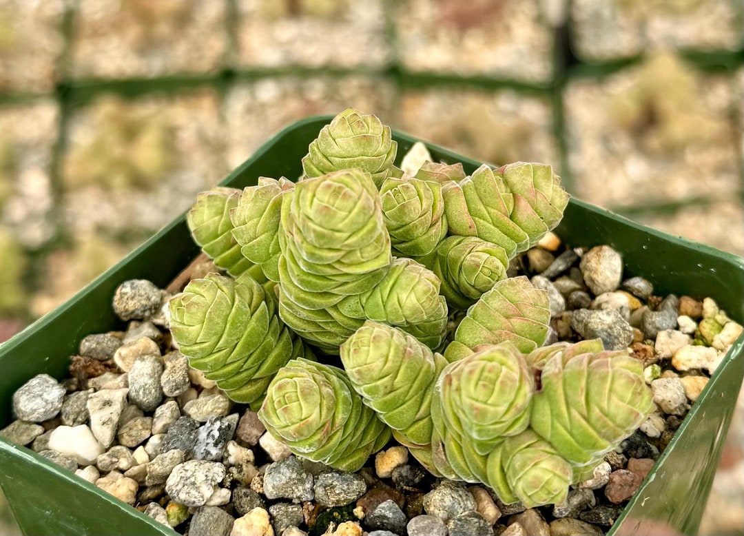 Rattlesnake Tail | Crassula Columella | Rare Plant | Live Plant in 4 ...