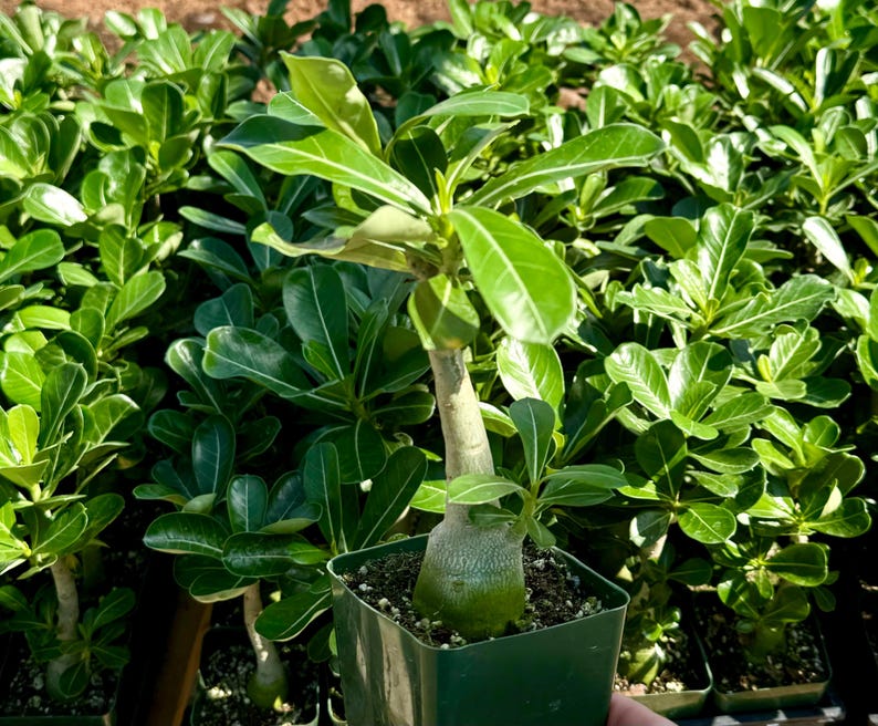 Red Desert Rose | Adenium Obesum | Caudex Plant in 4