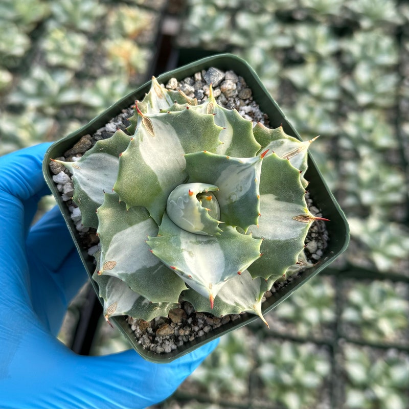 Metal Agave - Etsy