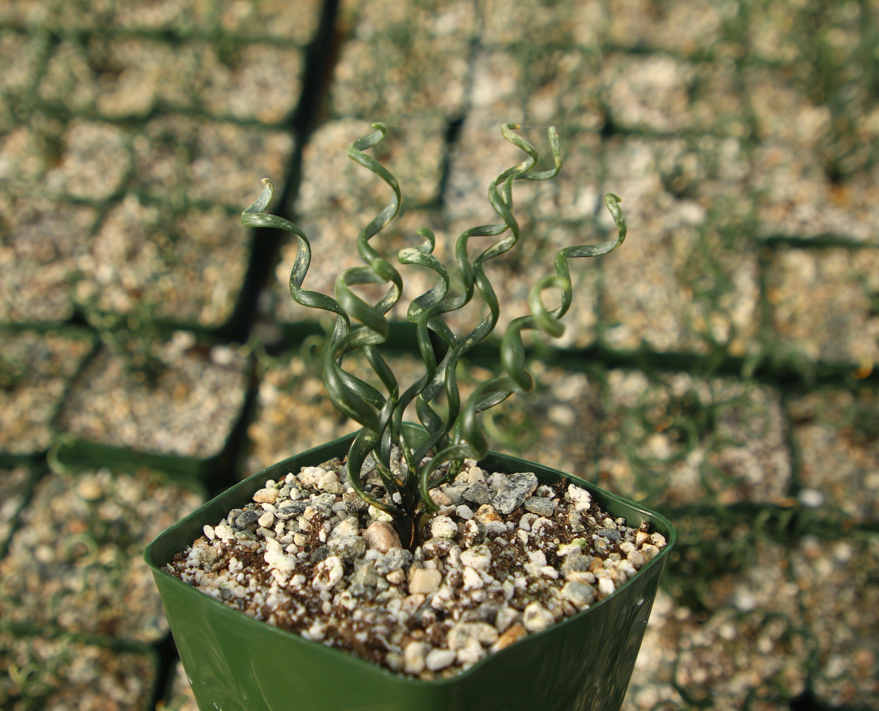 Albuca Bruce-bayeri | Corkscrew Albuca | Rare Succulent | Live Plant in ...