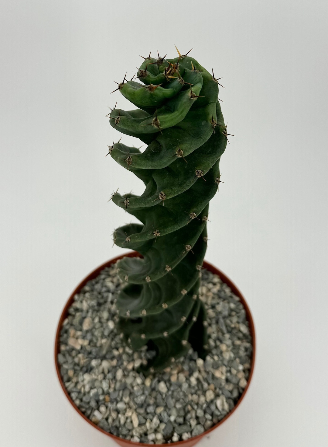 Spiral Cactus | Cereus Forbesii Spiralis | Rare Cactus in 6" Pot - Etsy