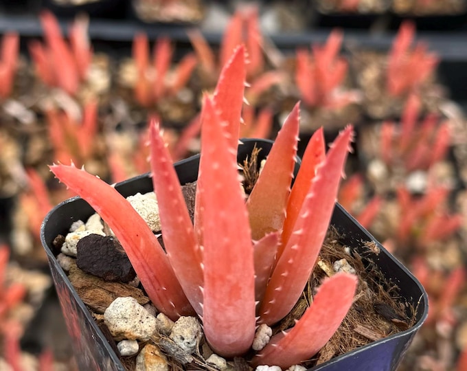 Blue Elf Aloe 2" | Live Aloe Succulent | Small Plant - Etsy