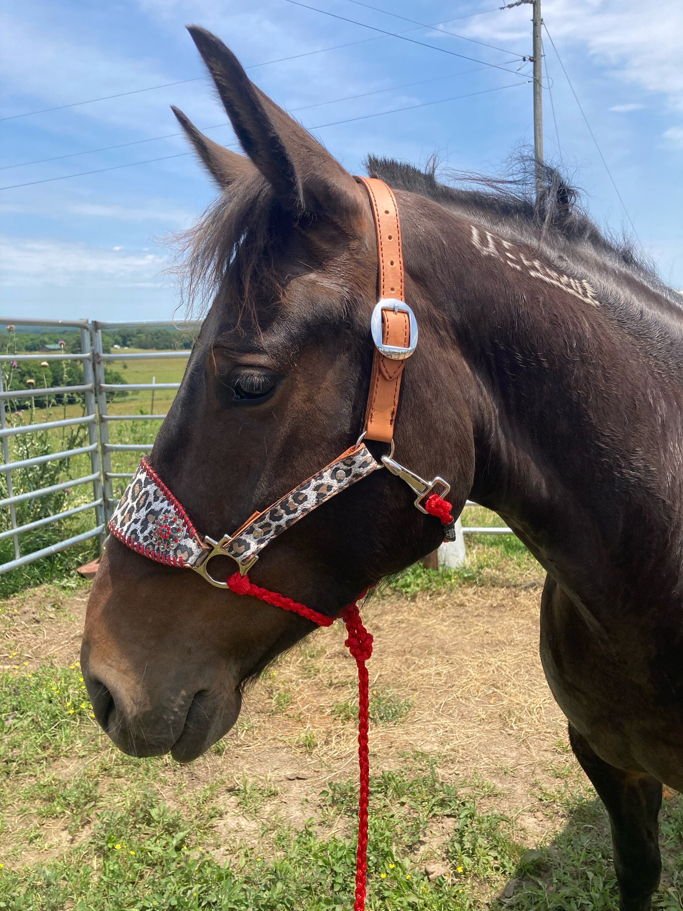 Hybrid Horse Halter H1 W/ Lead Rope - Etsy