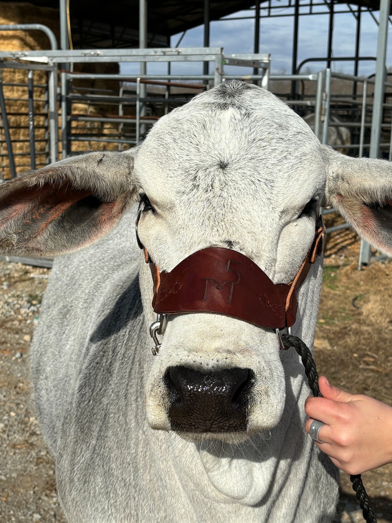All Leather Cattle Show Halter - Etsy